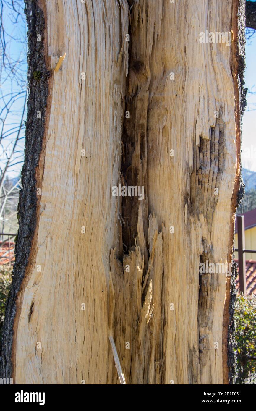 Close-up of broken tree's bark, trees surface, texture, nature concept ...