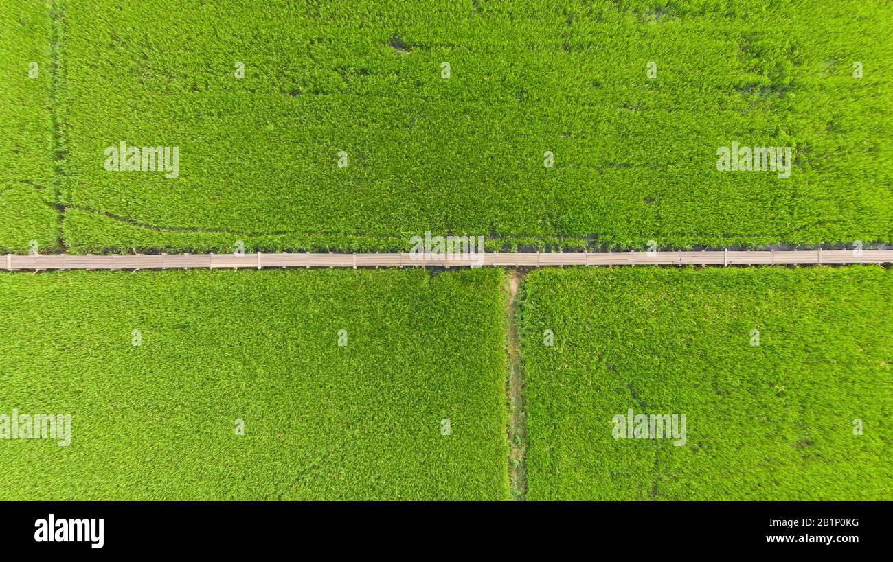 Top view of rices paddy field from drone with bamboo bridge Stock Photo ...