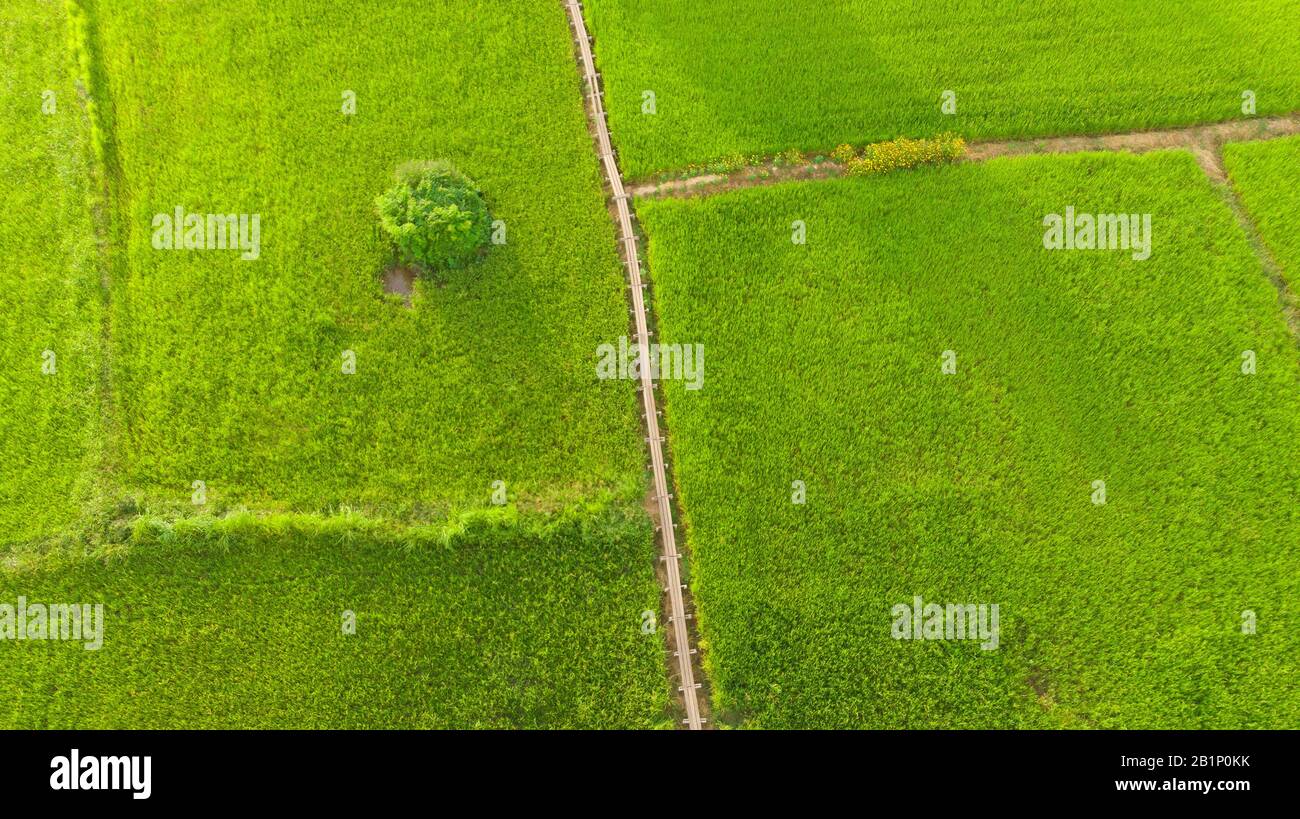 Top view of rices paddy field from drone with bamboo bridge Stock Photo ...