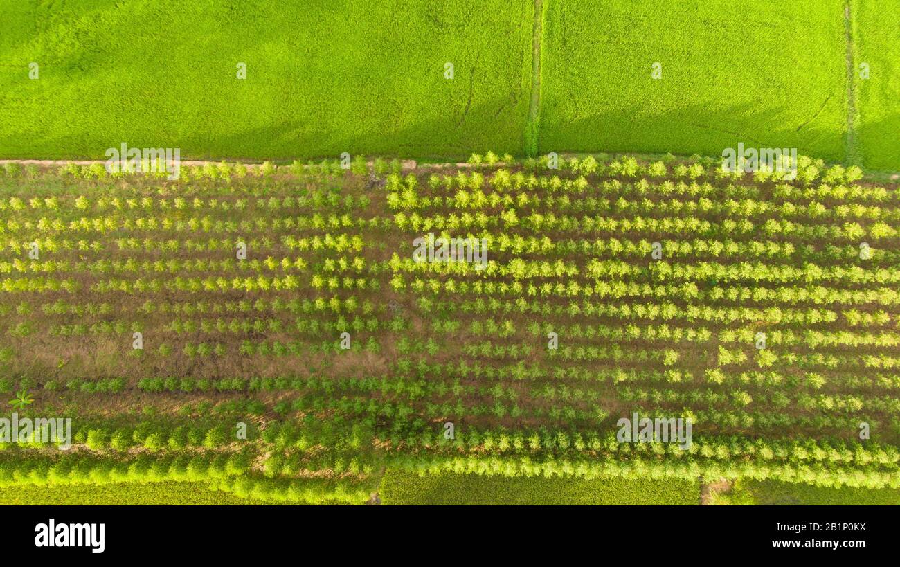 Top view wheat field sunrise hi-res stock photography and images - Alamy