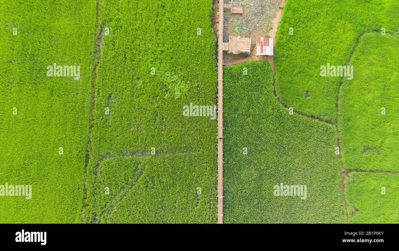 Top view of rices paddy field from drone with bamboo bridge Stock Photo ...