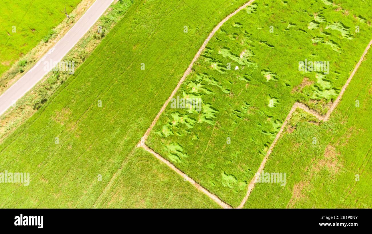 Aerial perspective lush wheat crop hi-res stock photography and images ...