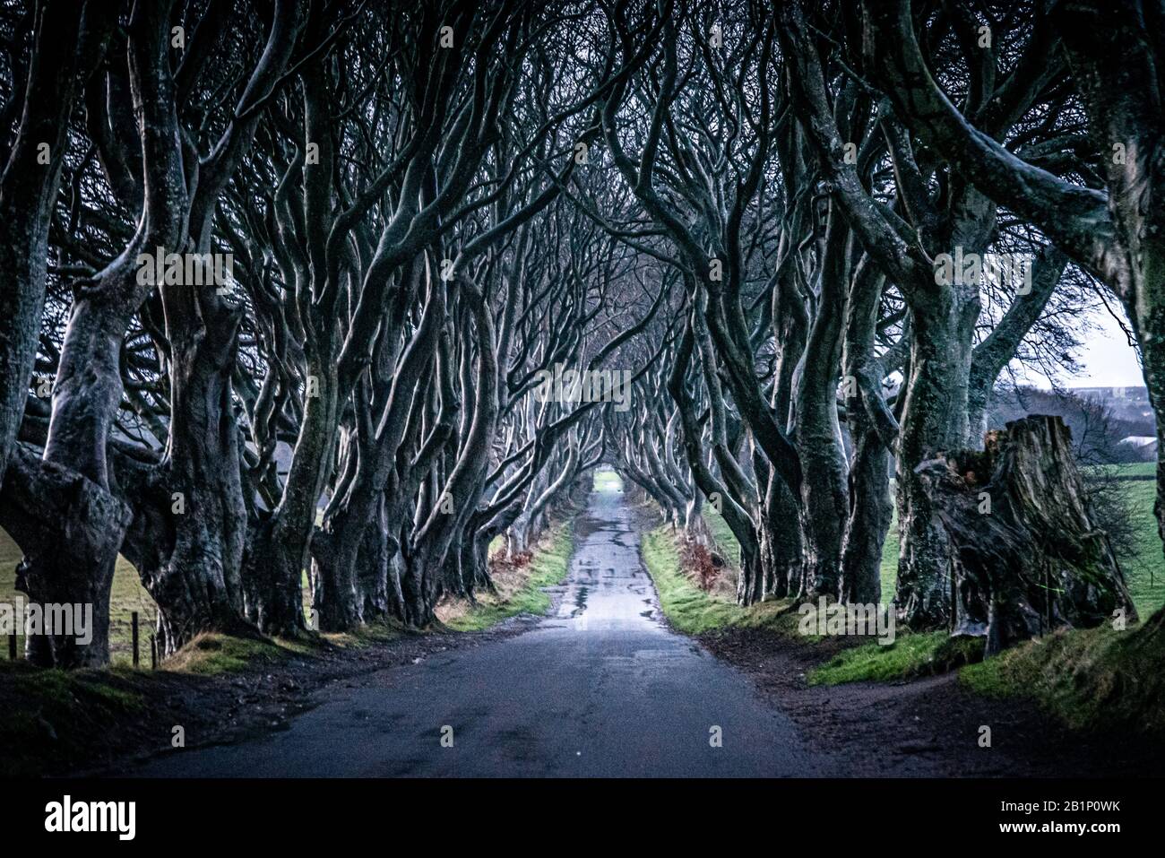 The Dark Hedges in Northern Ireland. Majestic, spooky and mysterious ...