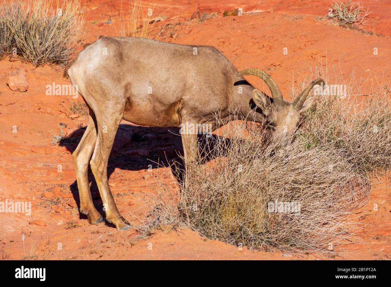 Desert bighorn sheep, ovis canadensis nelsoni, feed on creosote bushes ...