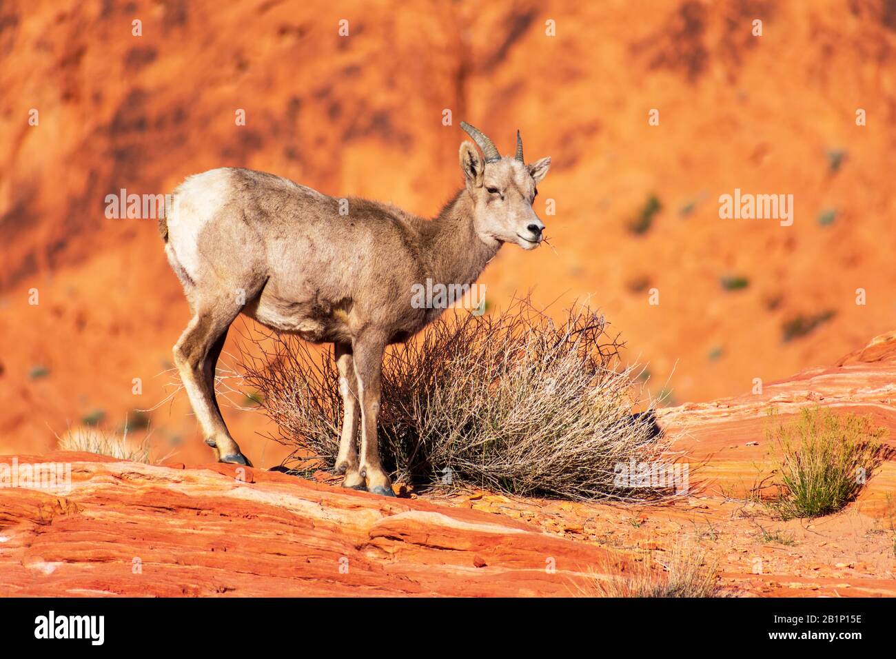 Desert bighorn sheep, ovis canadensis nelsoni, feed on creosote bushes ...