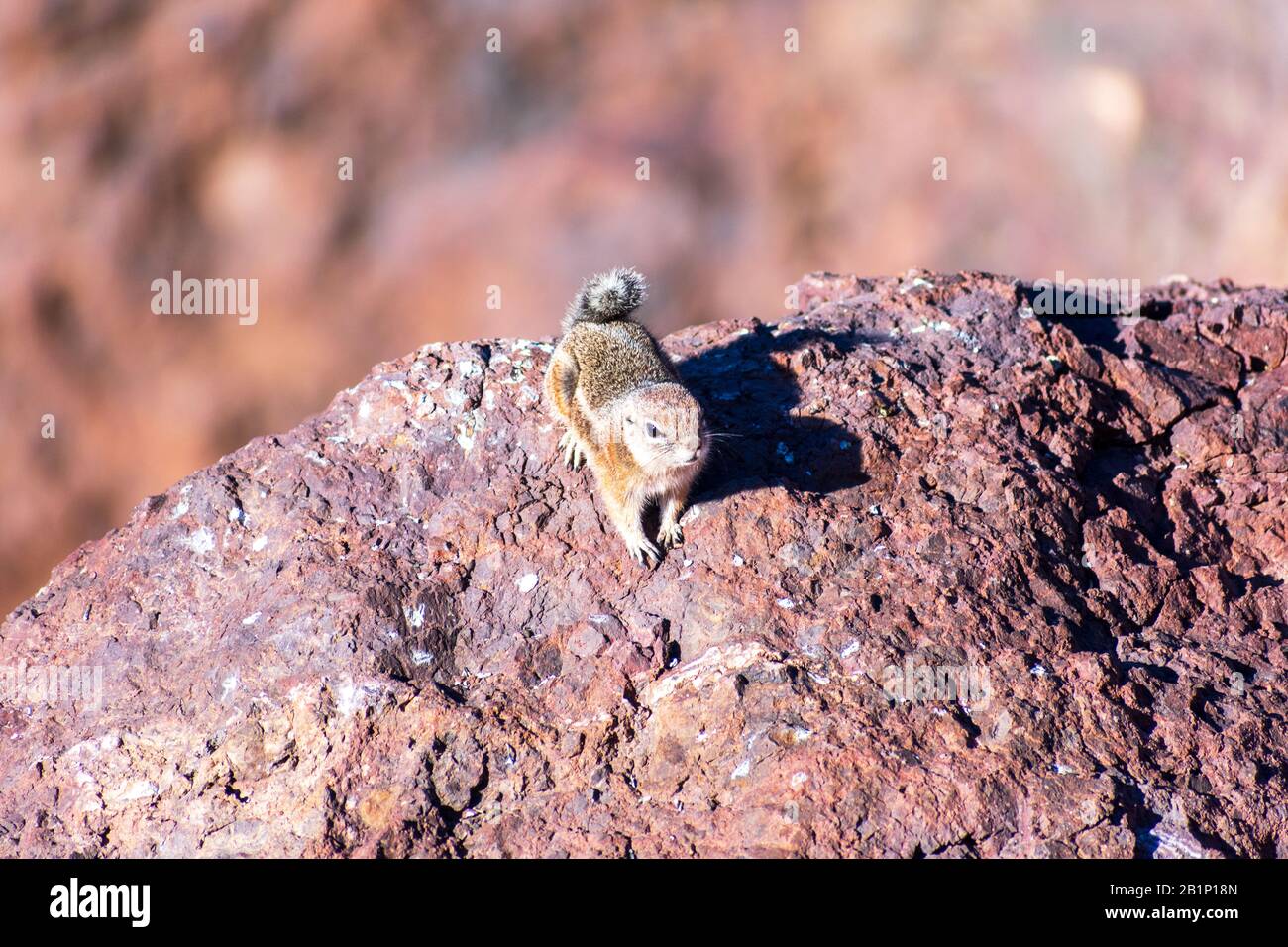White-tailed antelope squirrel seats on the red rock. Blurred desert ...