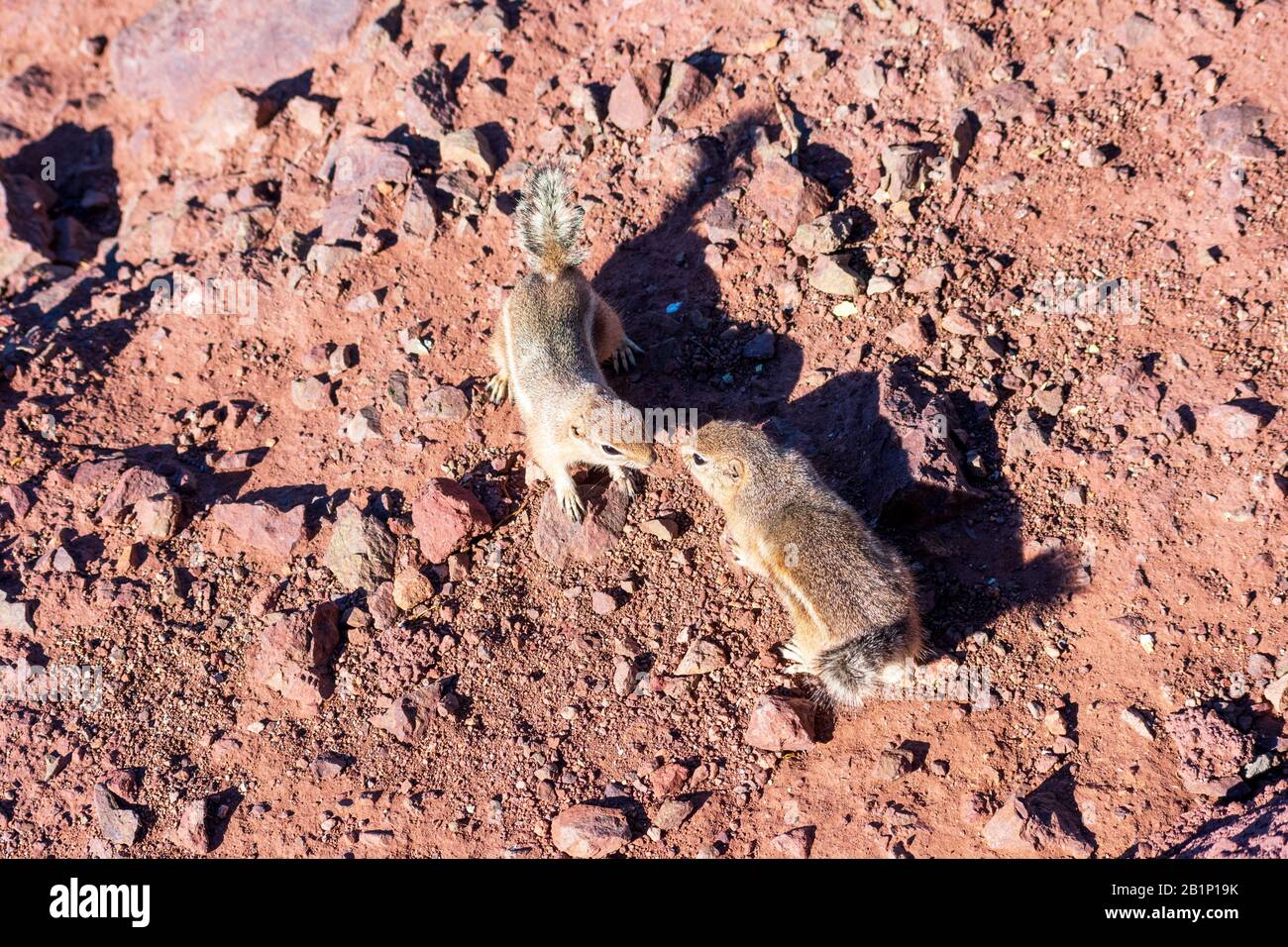 Two white tailed antelope hi-res stock photography and images - Alamy