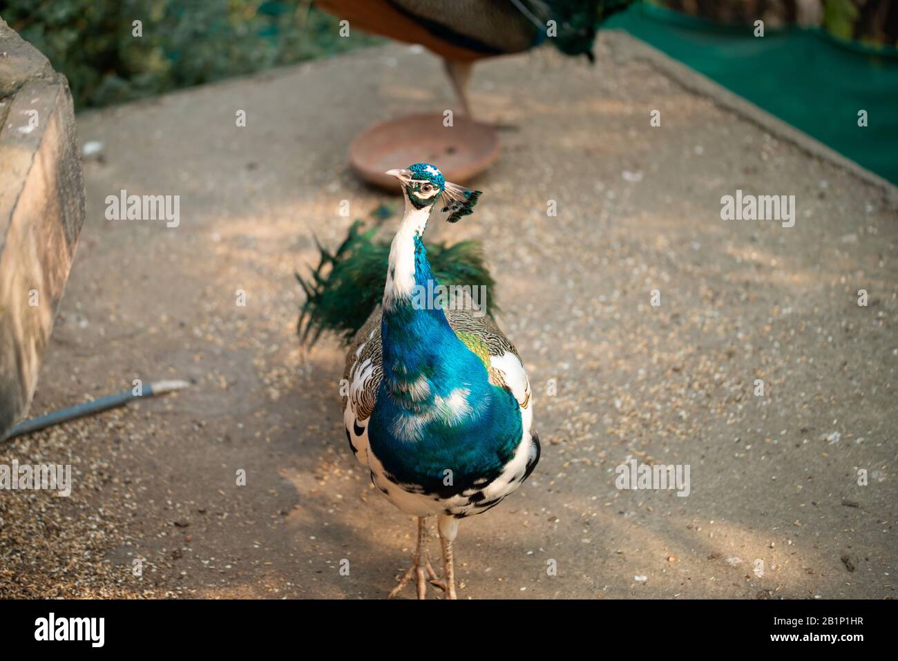 White and Blue Peacock walking and posing for tourists Stock Photo - Alamy