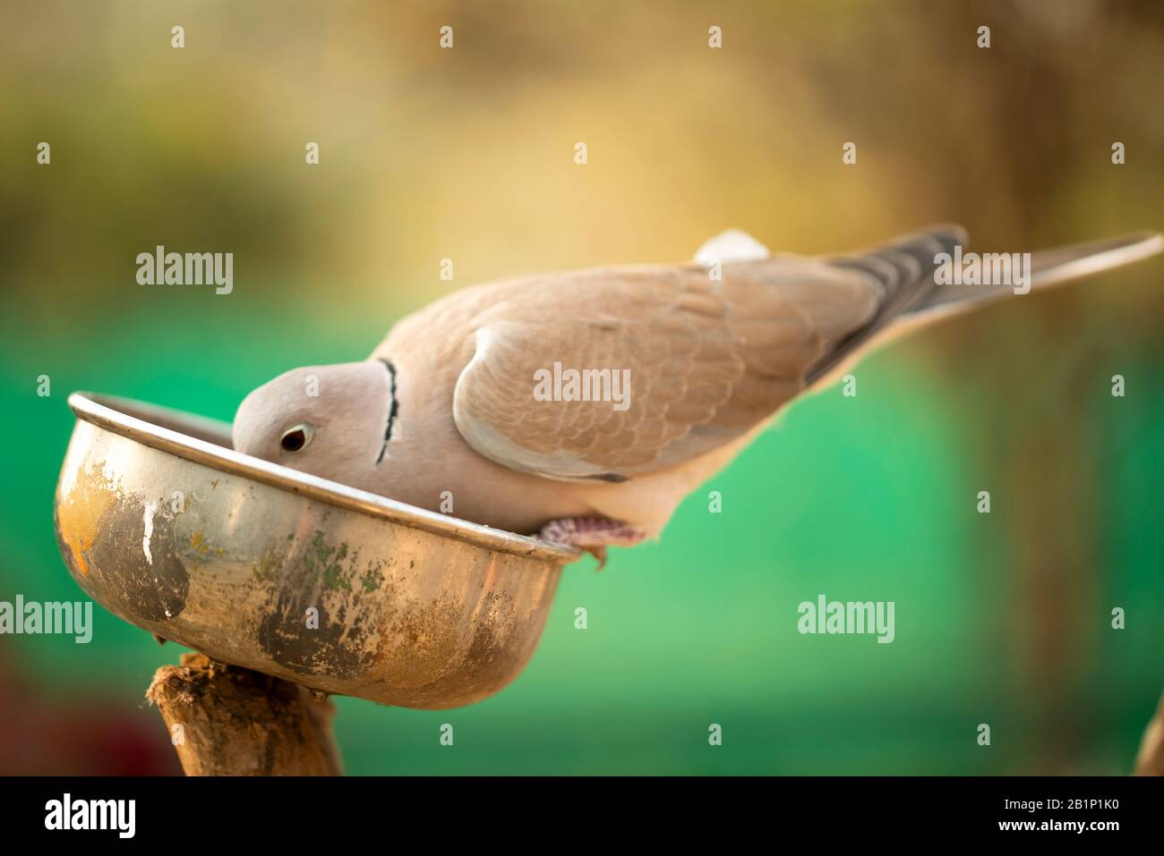 The dove sitting on a bowl and eating nuts in zoo Stock Photo - Alamy