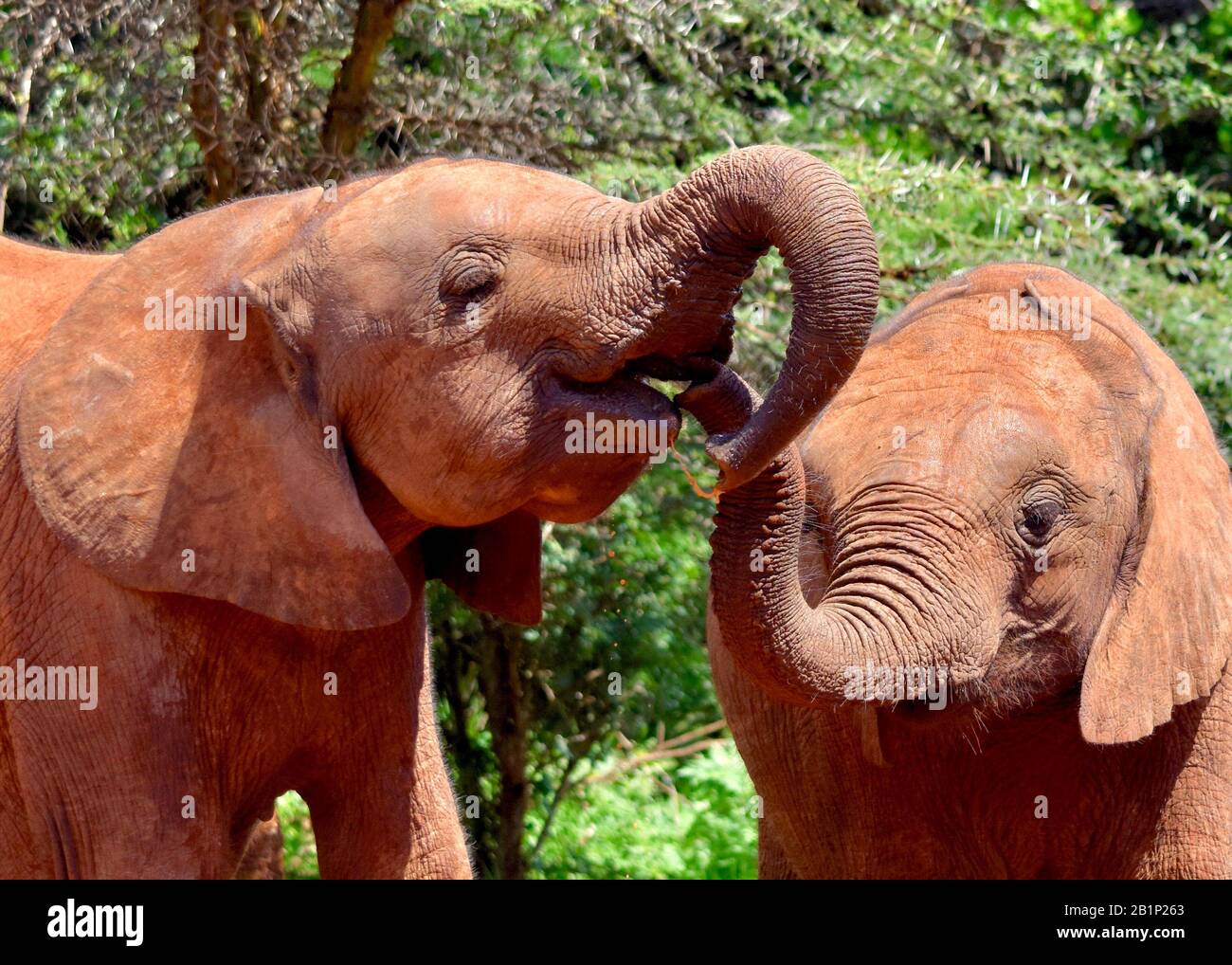 Elephants touching trunks hi-res stock photography and images - Alamy