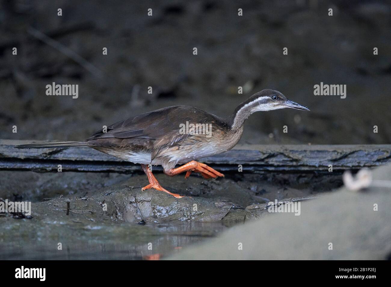 African finfoot hi-res stock photography and images - Alamy