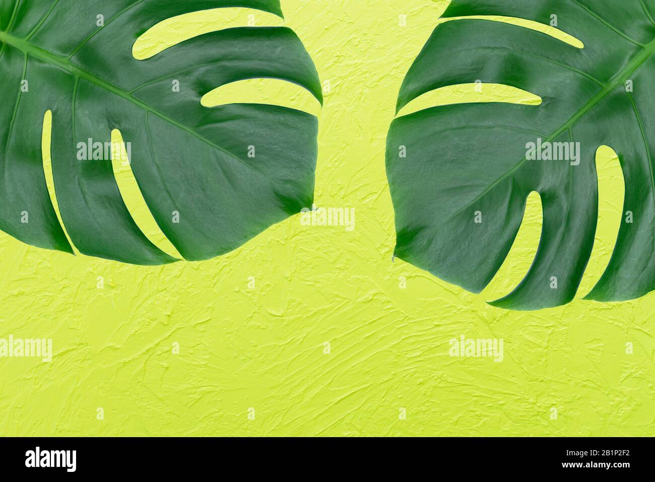 Monstera tropical leaves on yellow texture background. Copy space Stock ...