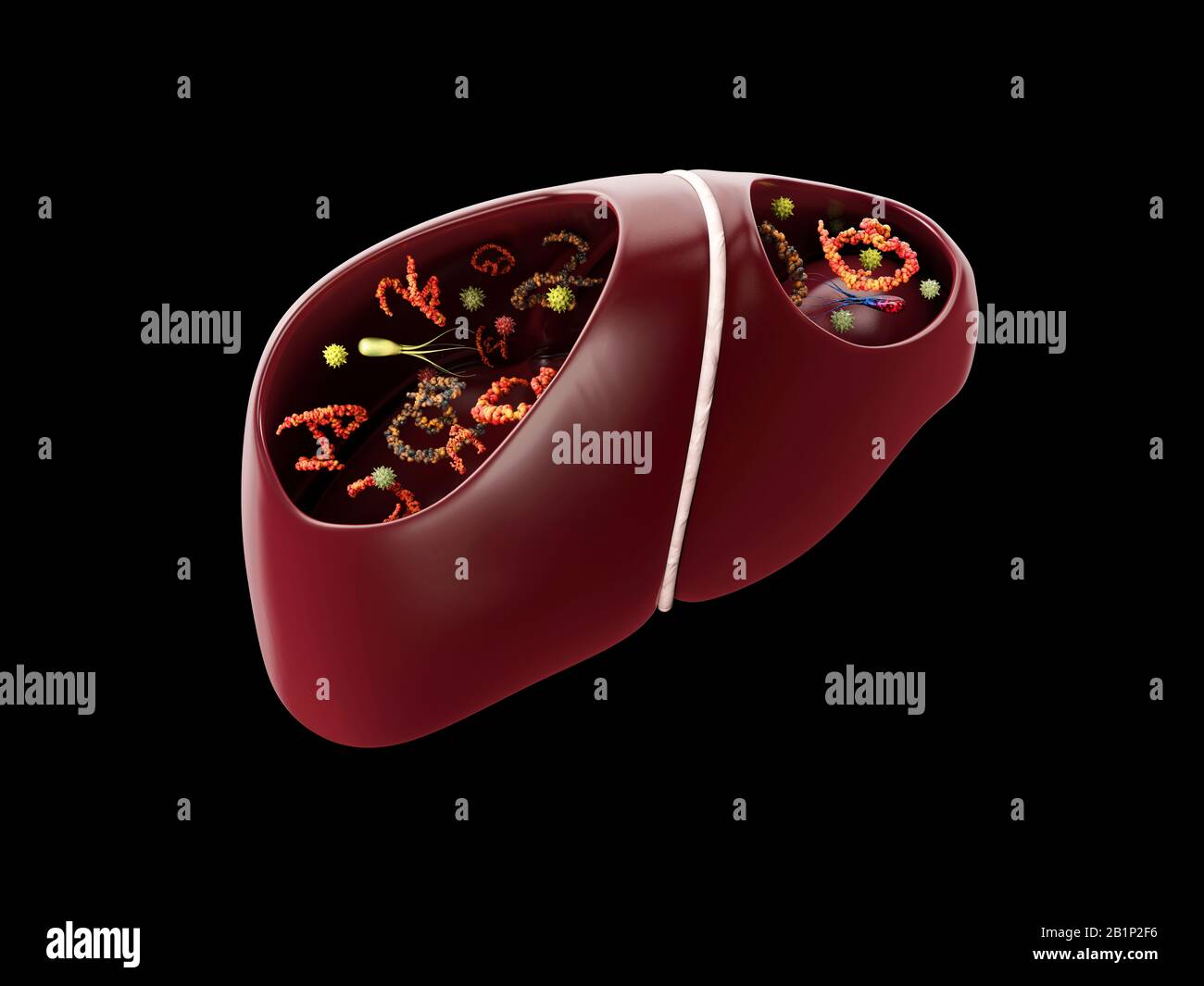 3d Rendering of Liver Infection with bacterias and viruses Stock Photo ...