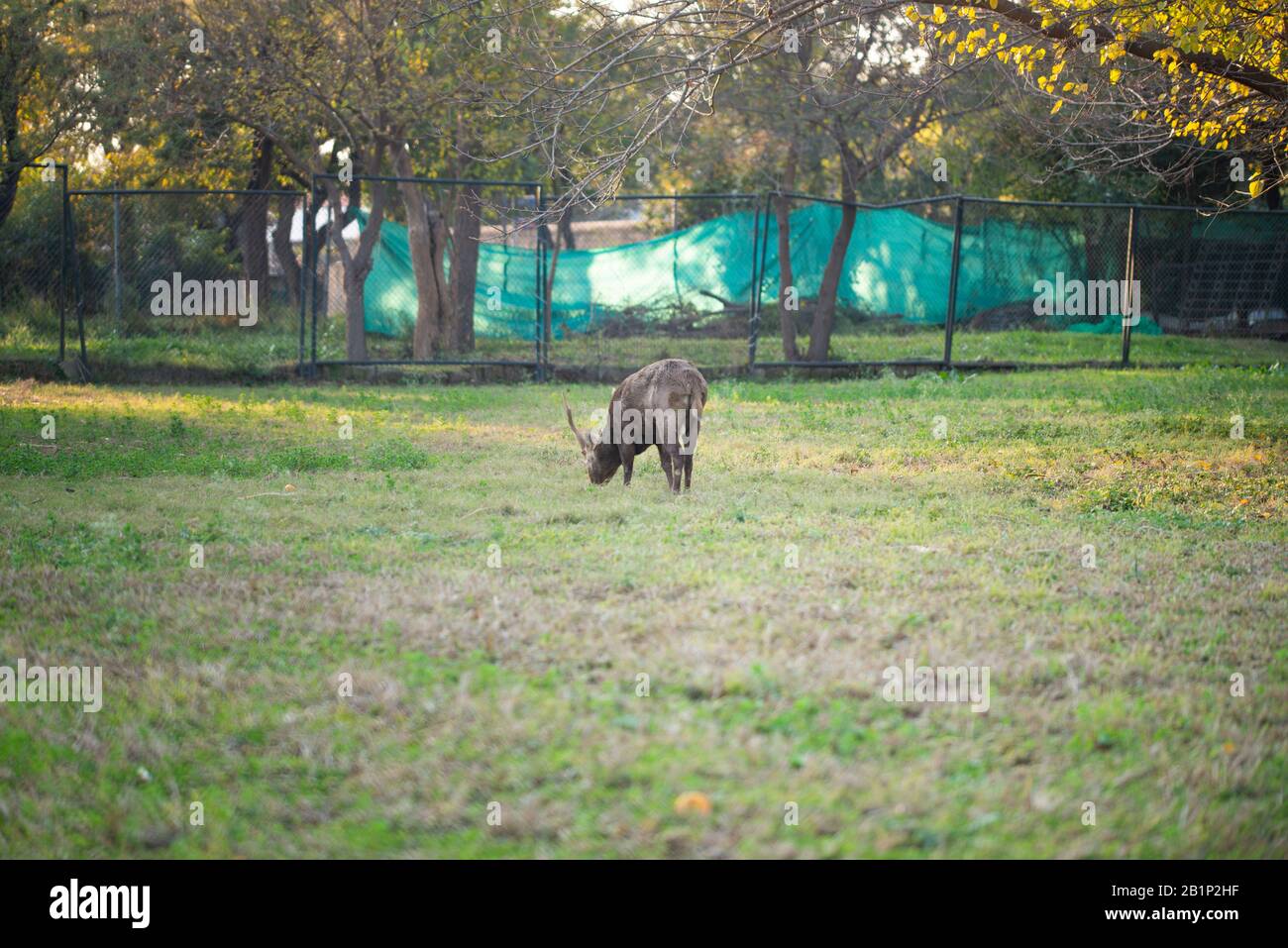 Deer eating grass in the park Stock Photo - Alamy