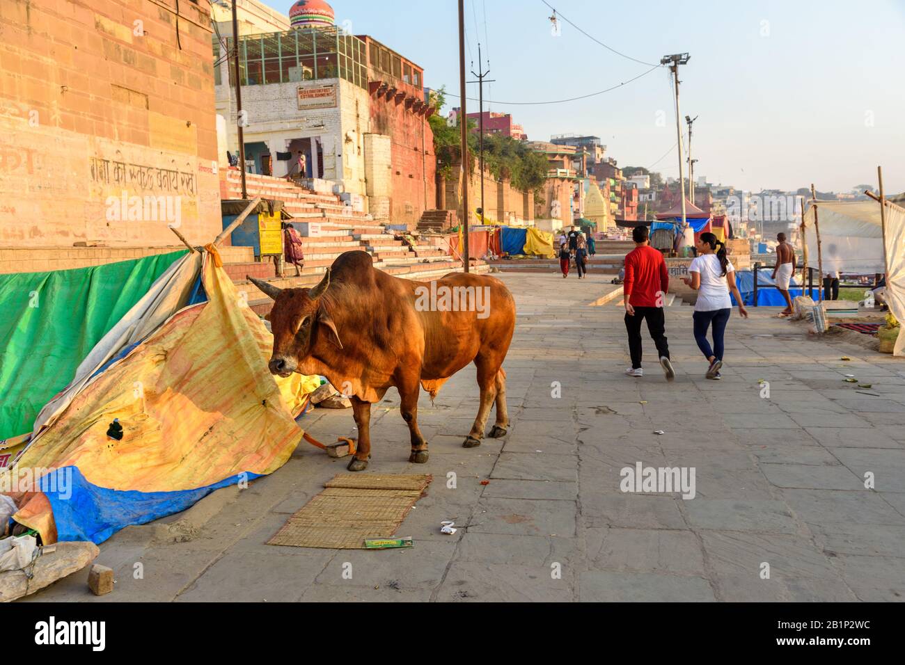 Ganga river ganges cow hi-res stock photography and images - Alamy