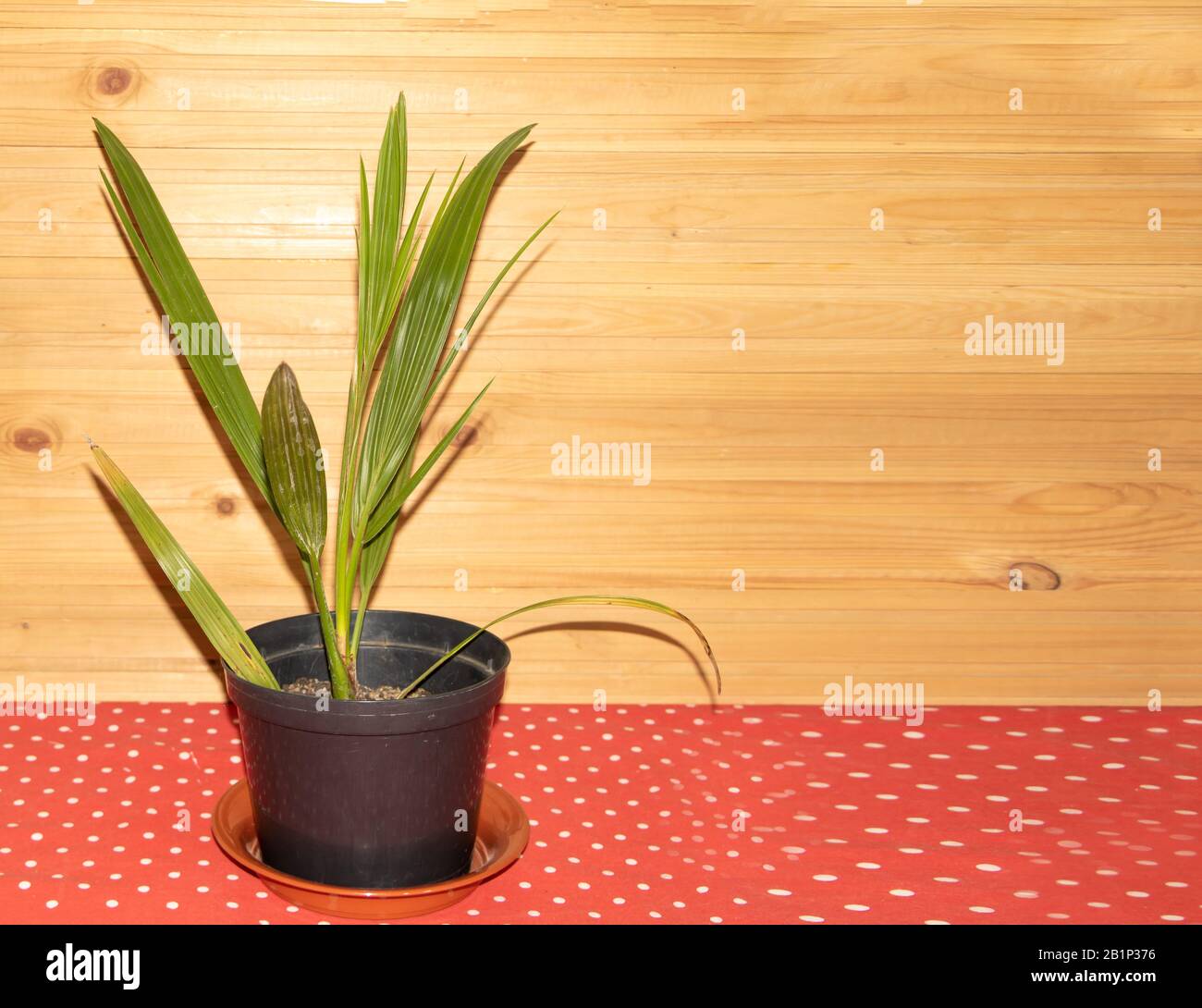 Potted palm tree hi-res stock photography and images - Alamy