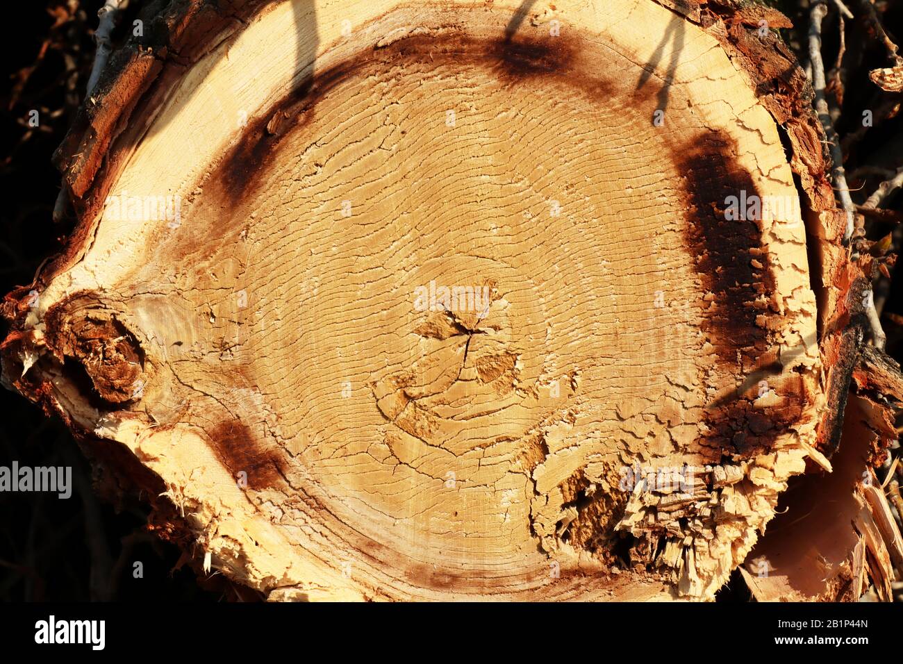 Large circular piece of wood cross section Stock Photo - Alamy