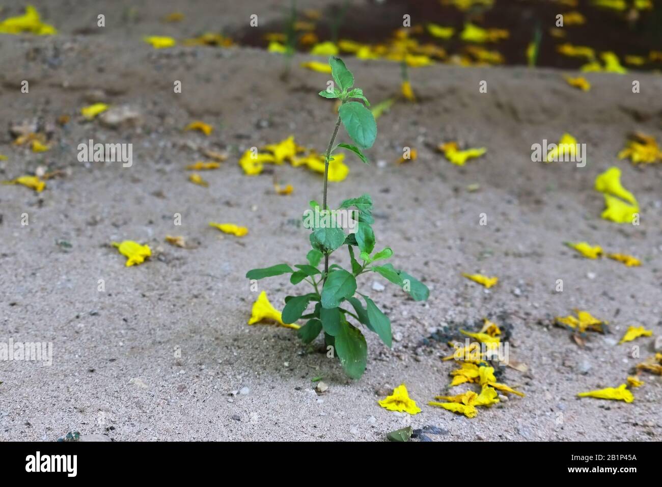 Tulsi hindu garden hi-res stock photography and images - Alamy