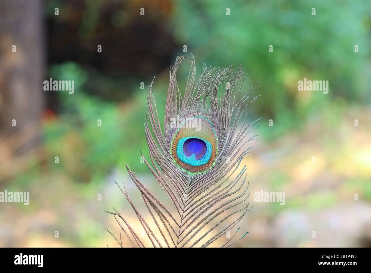 Curled feather crest hi-res stock photography and images - Alamy