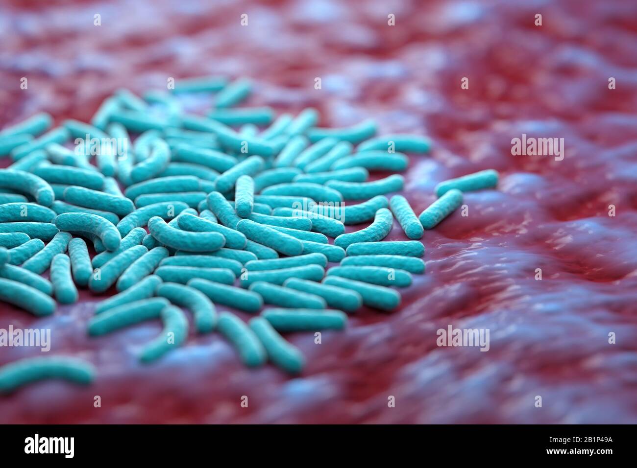 Lactobacillus bacteria microscope hi-res stock photography and images ...