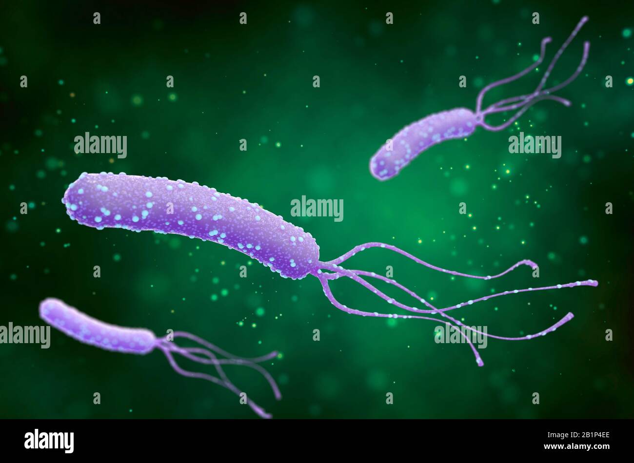 Illustration of Helicobacter pylori bacteria on an abstract green ...