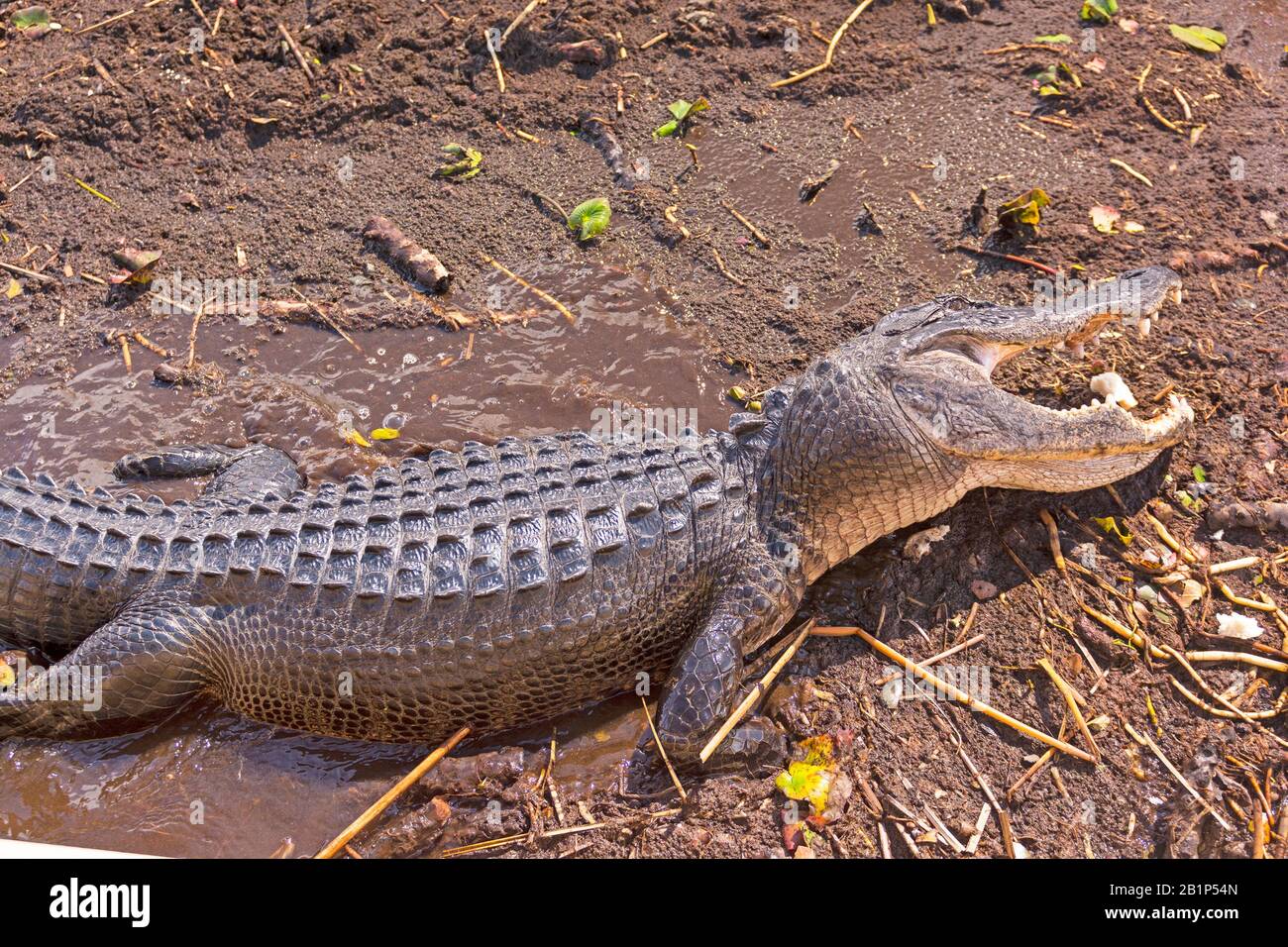 Alligator in mud hi-res stock photography and images - Alamy
