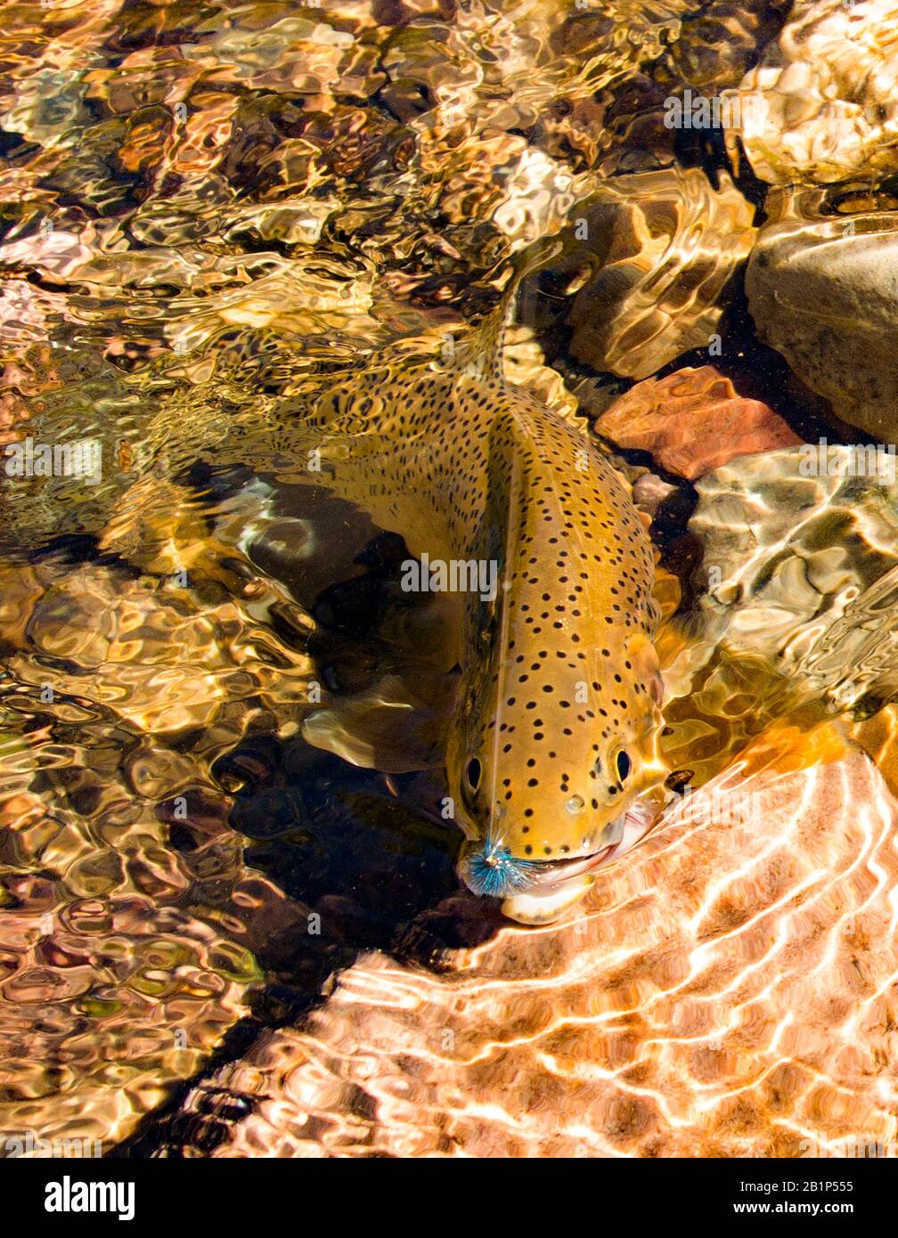 Cutthroat trout westslope hi-res stock photography and images - Alamy