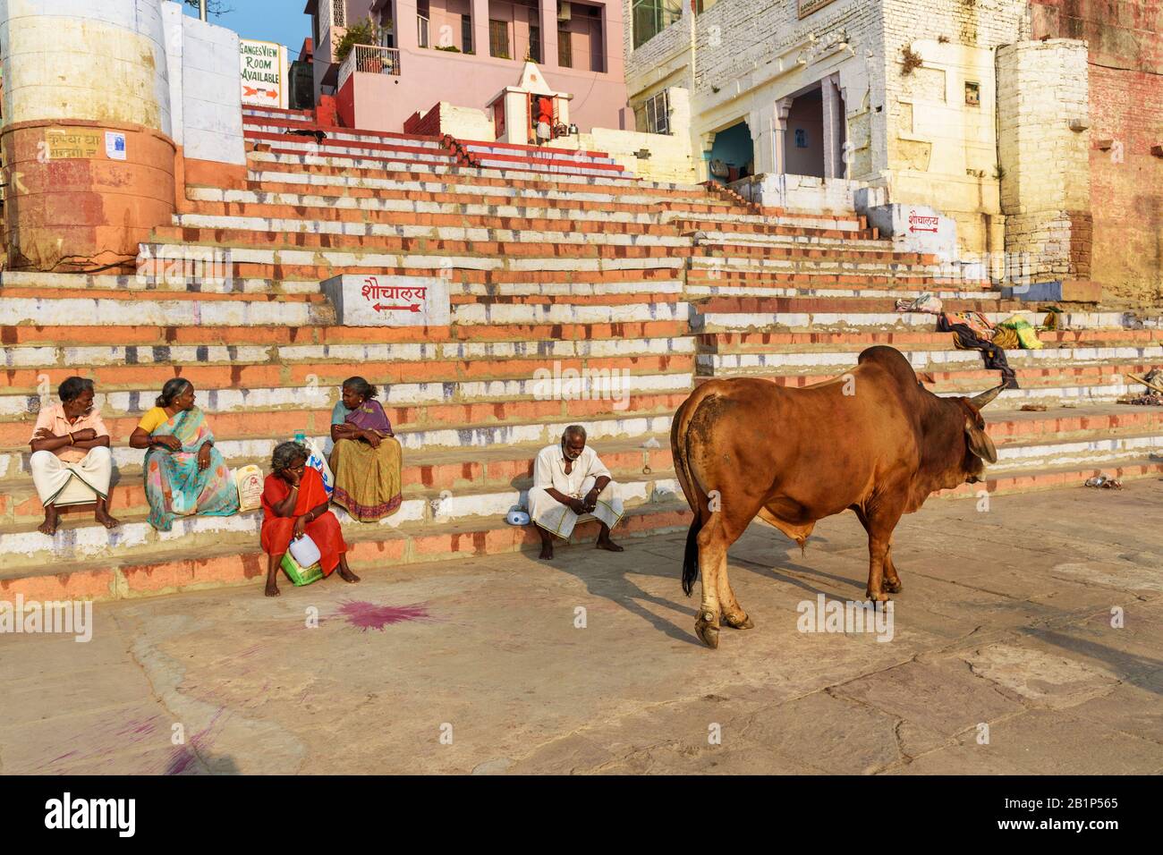 Ganga river ganges cow hi-res stock photography and images - Alamy