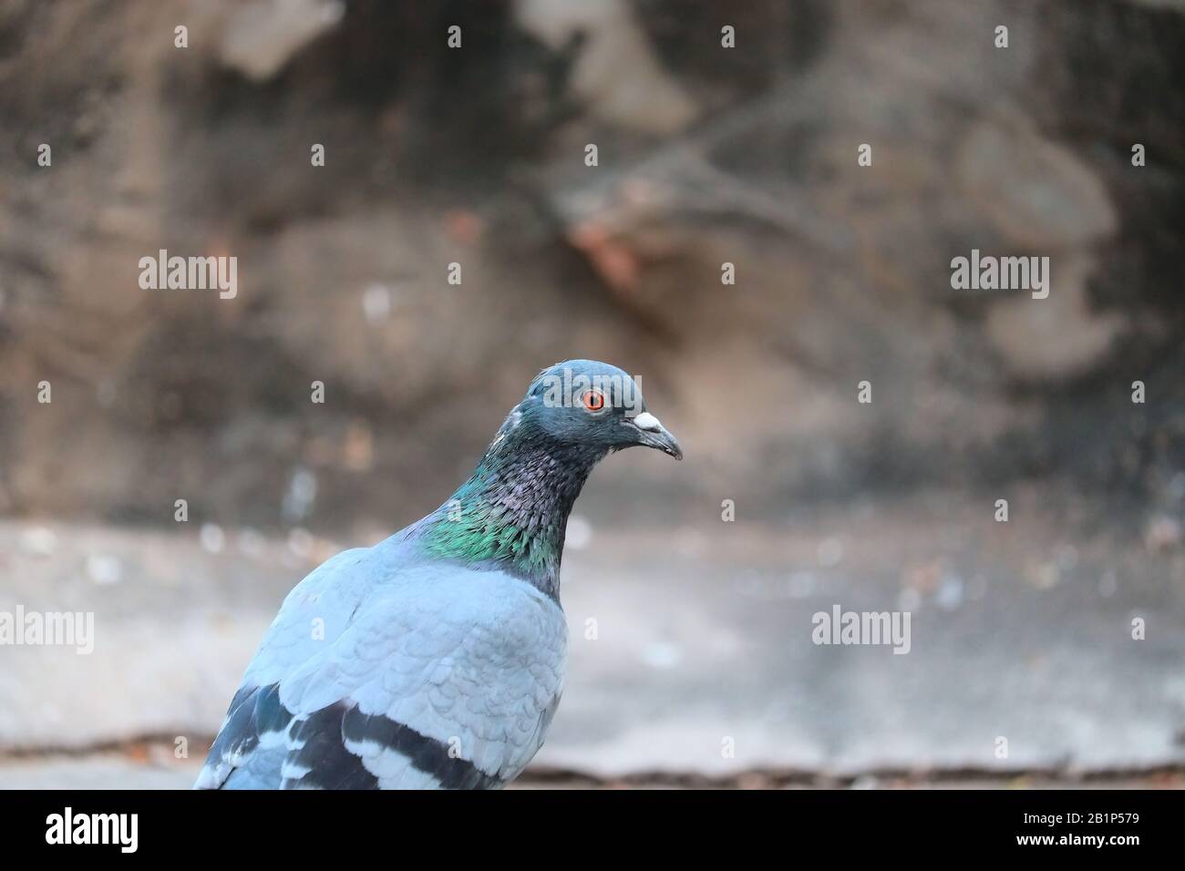 Domestic pigeon profile hi-res stock photography and images - Alamy