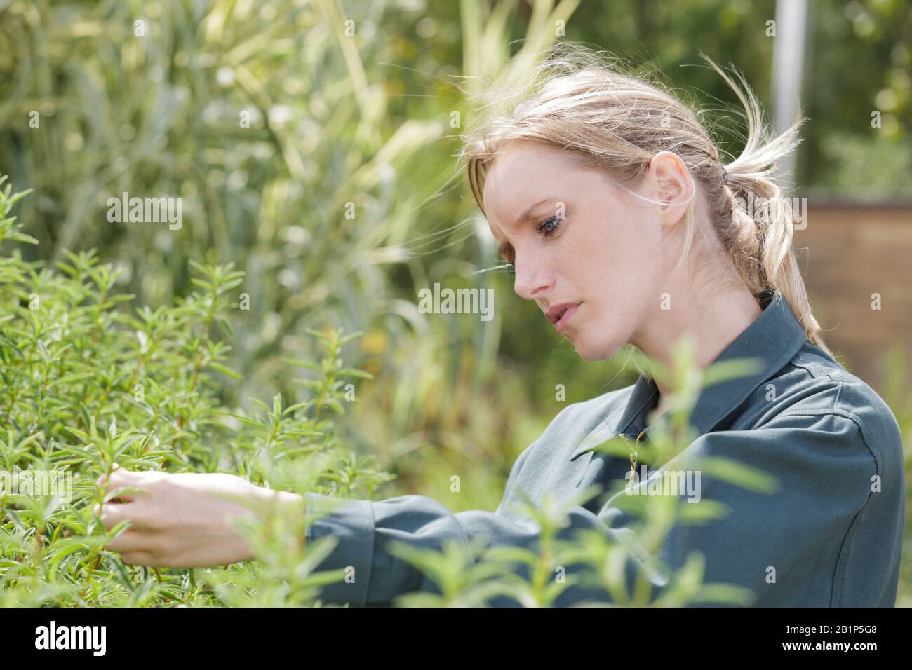 woman cutting the branches of a tree Stock Photo - Alamy