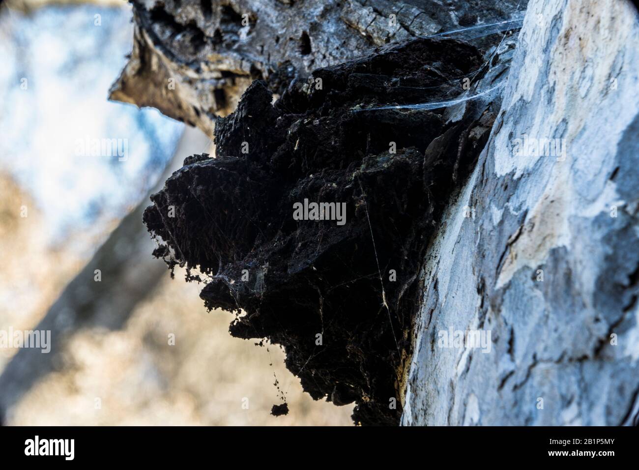 Black knot is a widespread fungal disease that attacks plum and cherry ...