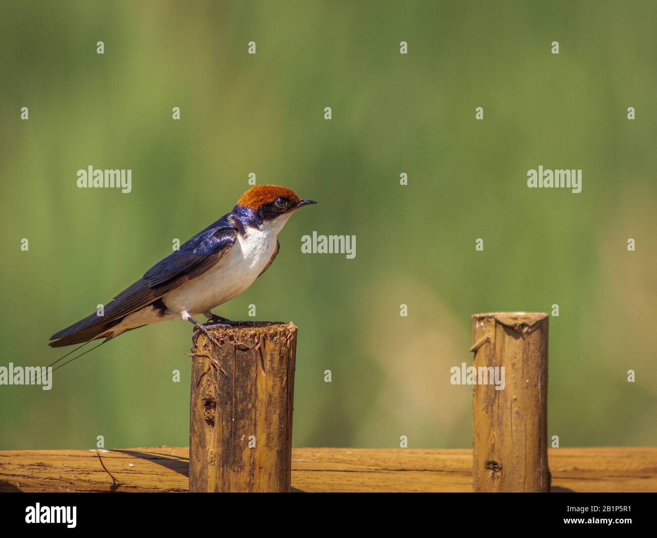 Small swallow perched on fence post Stock Photo - Alamy