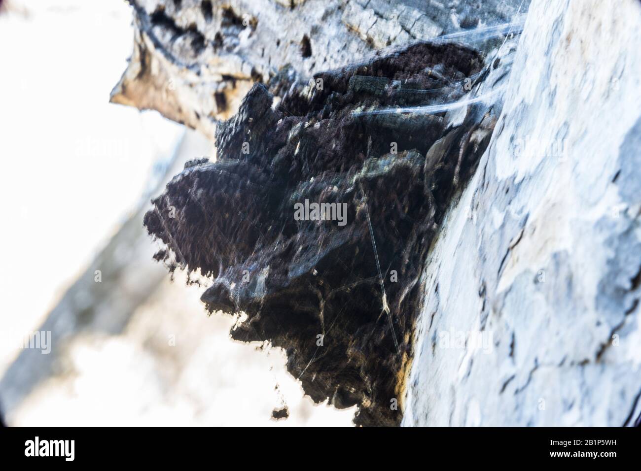 Black knot is a widespread fungal disease that attacks plum and cherry ...