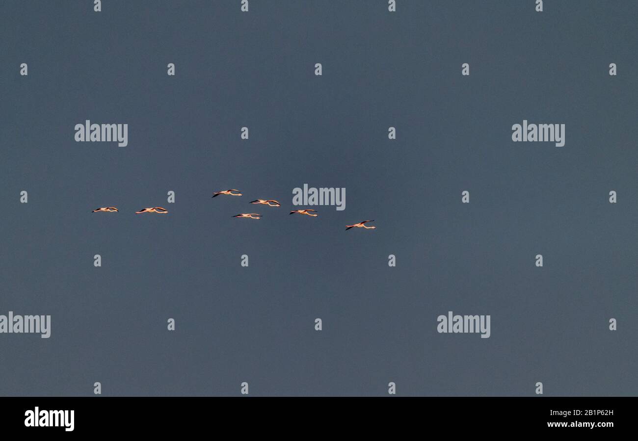 Group of Greater flamingo, Phoenicopterus roseus, flying into ...