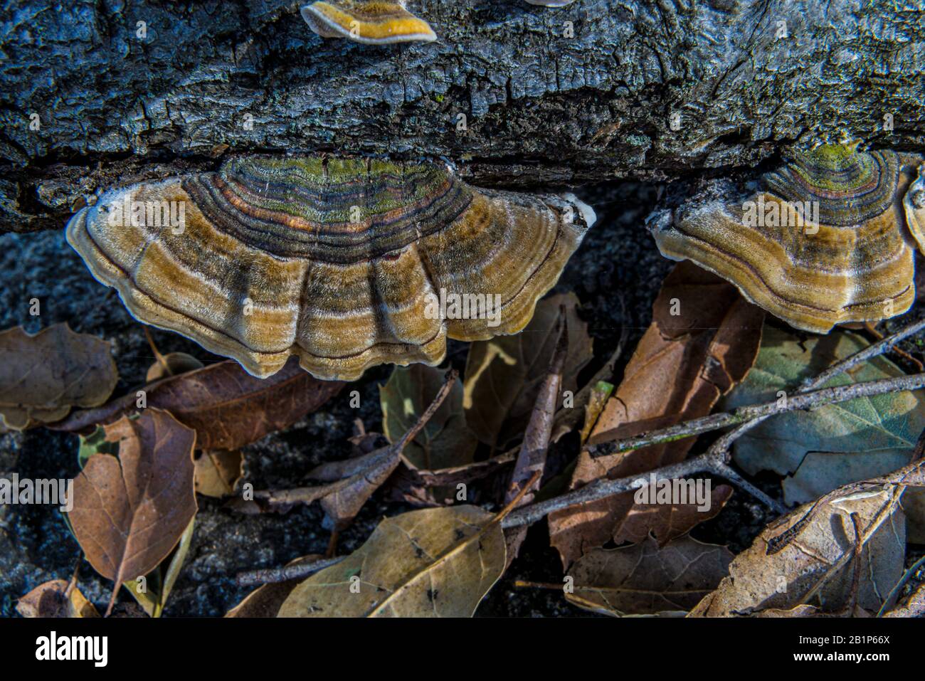 fungus growing on rotting tree Stock Photo - Alamy