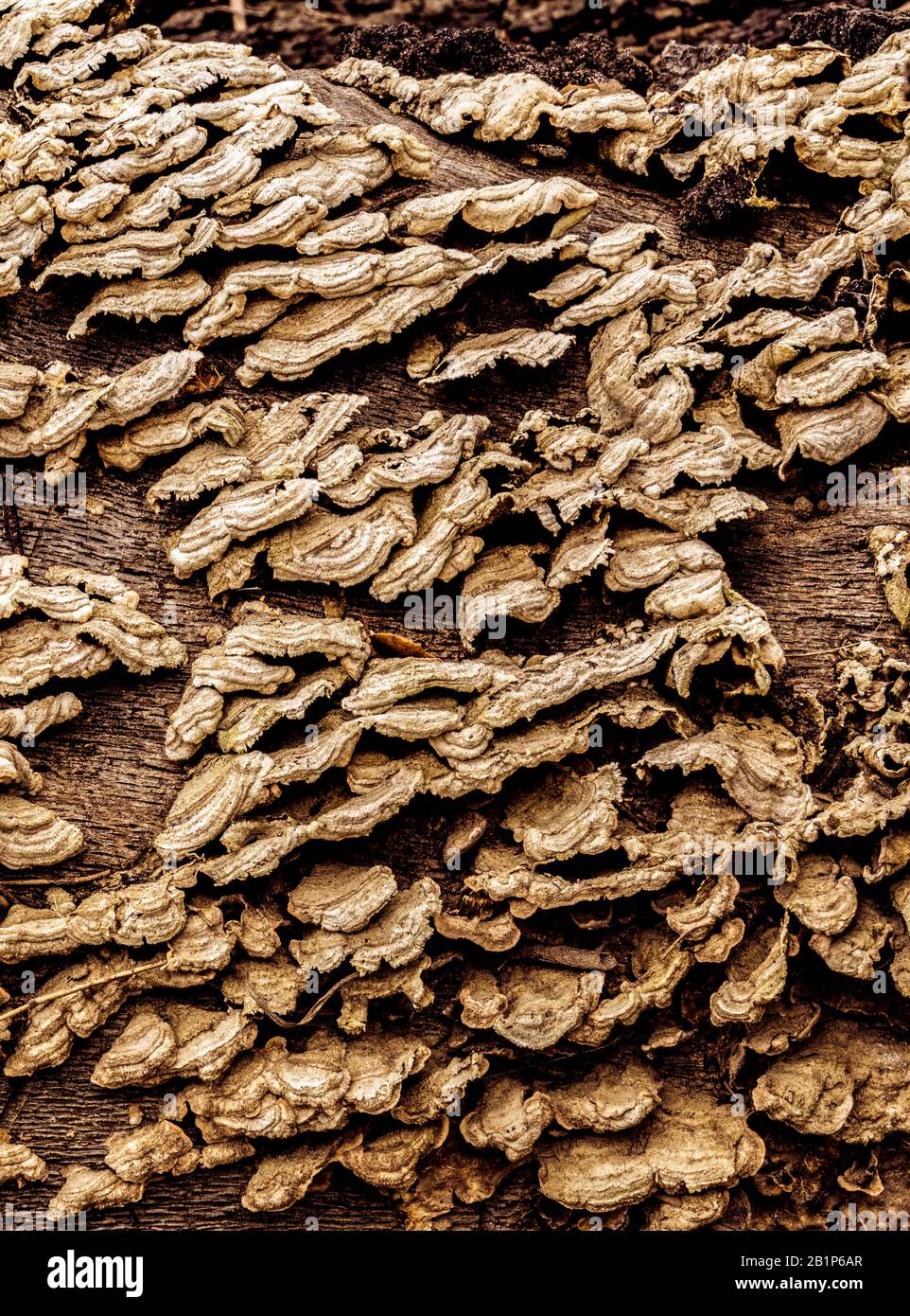 fungus growing on dead tree Stock Photo - Alamy