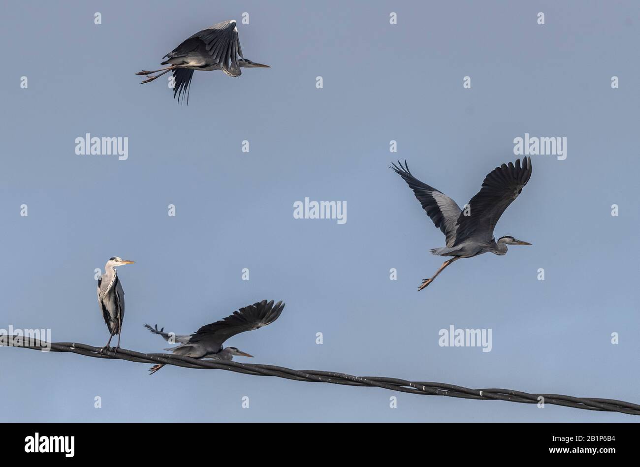 Group of Grey Herons, Ardea cinerea taking off from telephone wire ...
