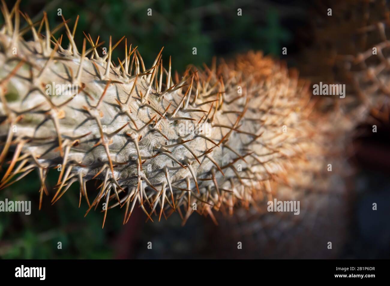 Sharp thorns hi-res stock photography and images - Alamy