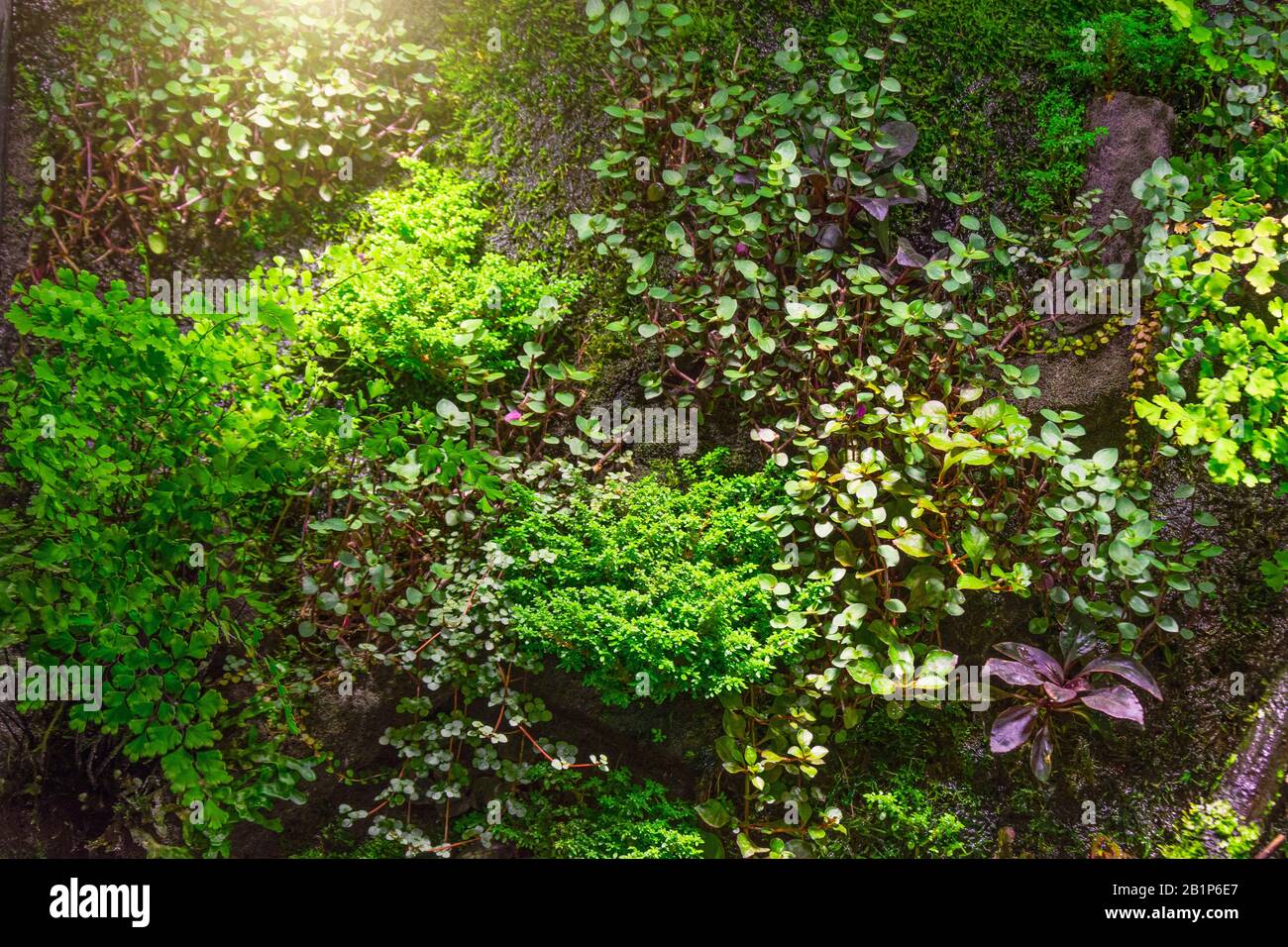 Mini rain forest hi-res stock photography and images - Alamy