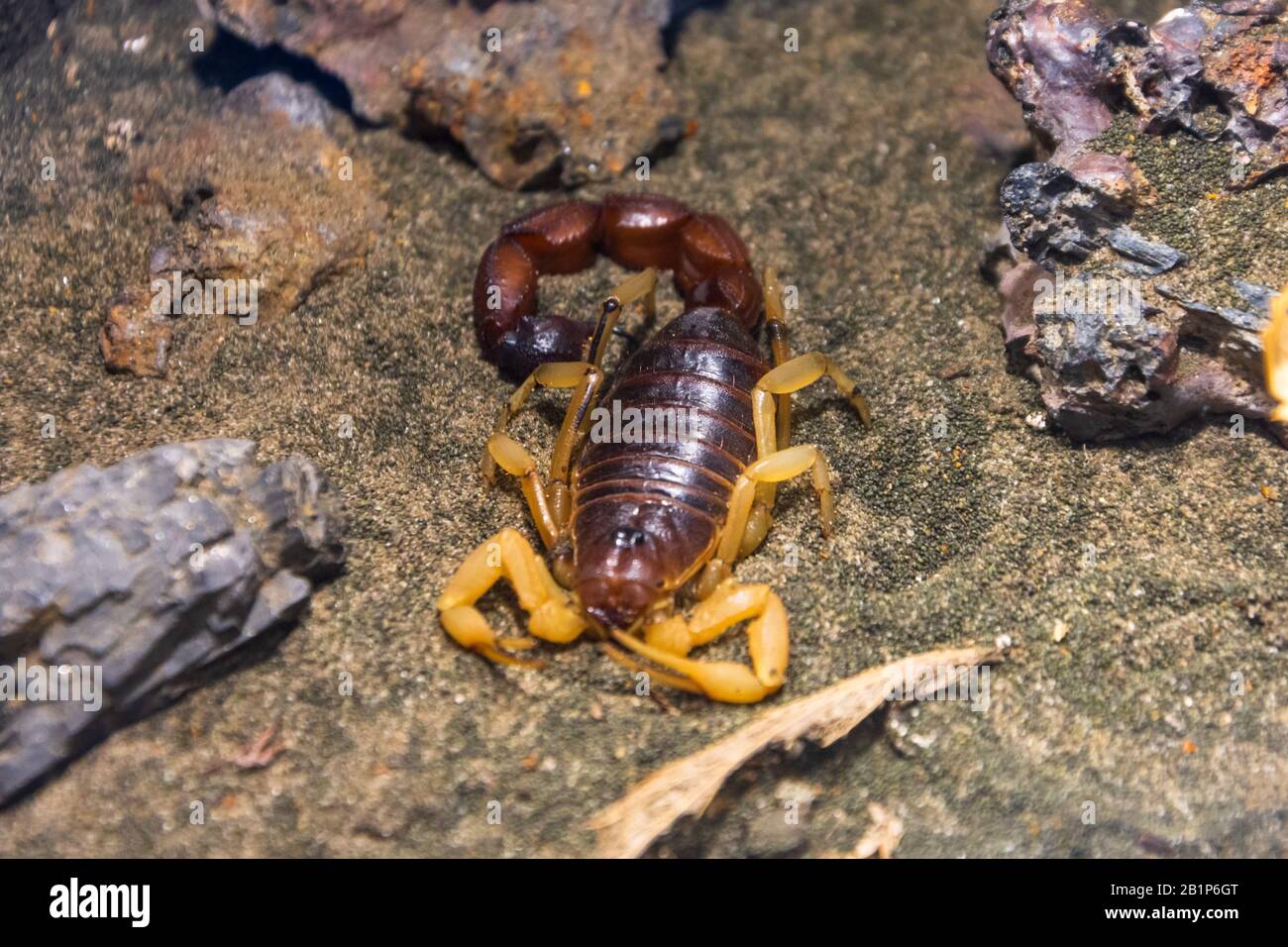 Israeli yellow scorpion hi-res stock photography and images - Alamy