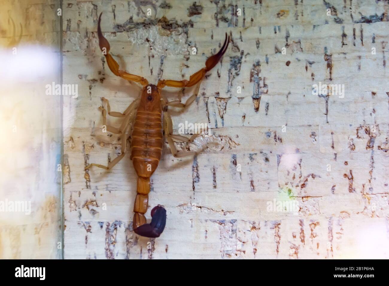 Israeli yellow scorpion hi-res stock photography and images - Alamy