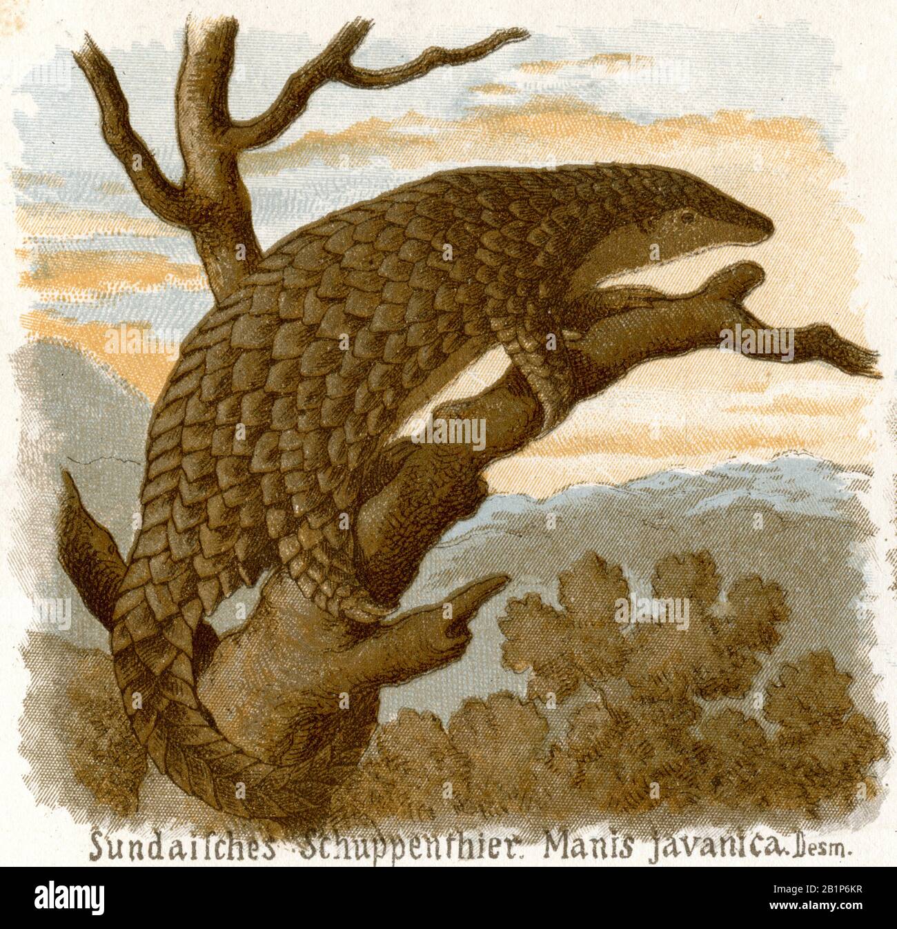 pangolin Manis, (biology book, 1884 Stock Photo - Alamy