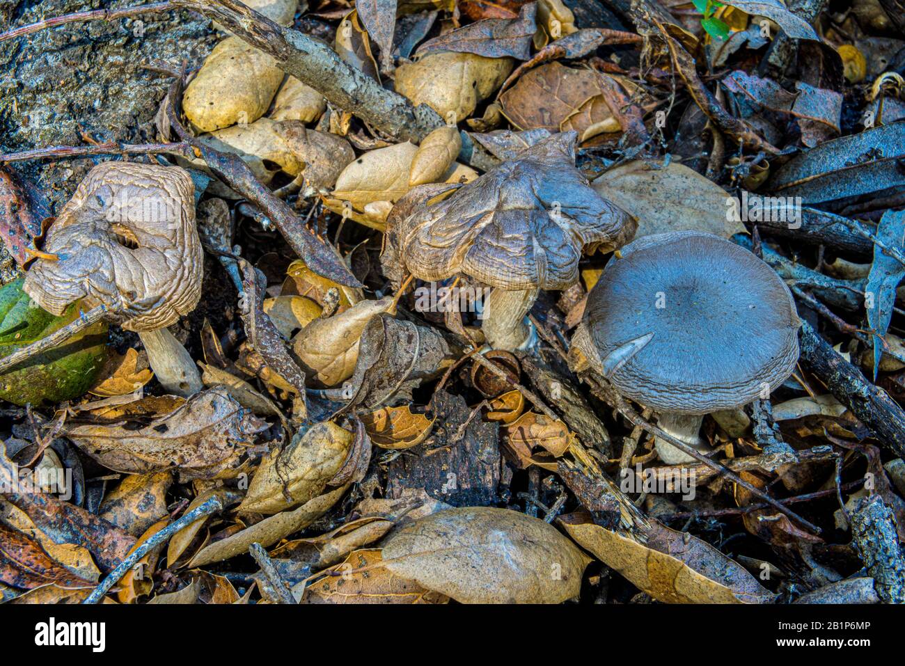 wild mushrooms after rain Stock Photo - Alamy