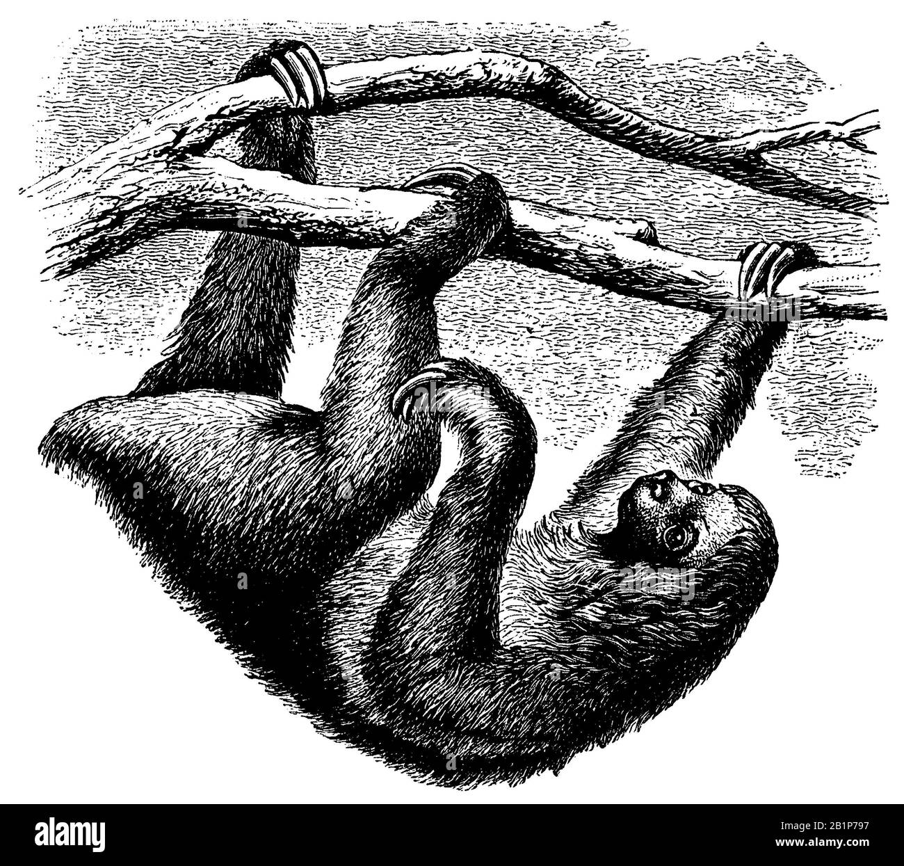 Bradypus tridactylus illustration hi-res stock photography and images ...