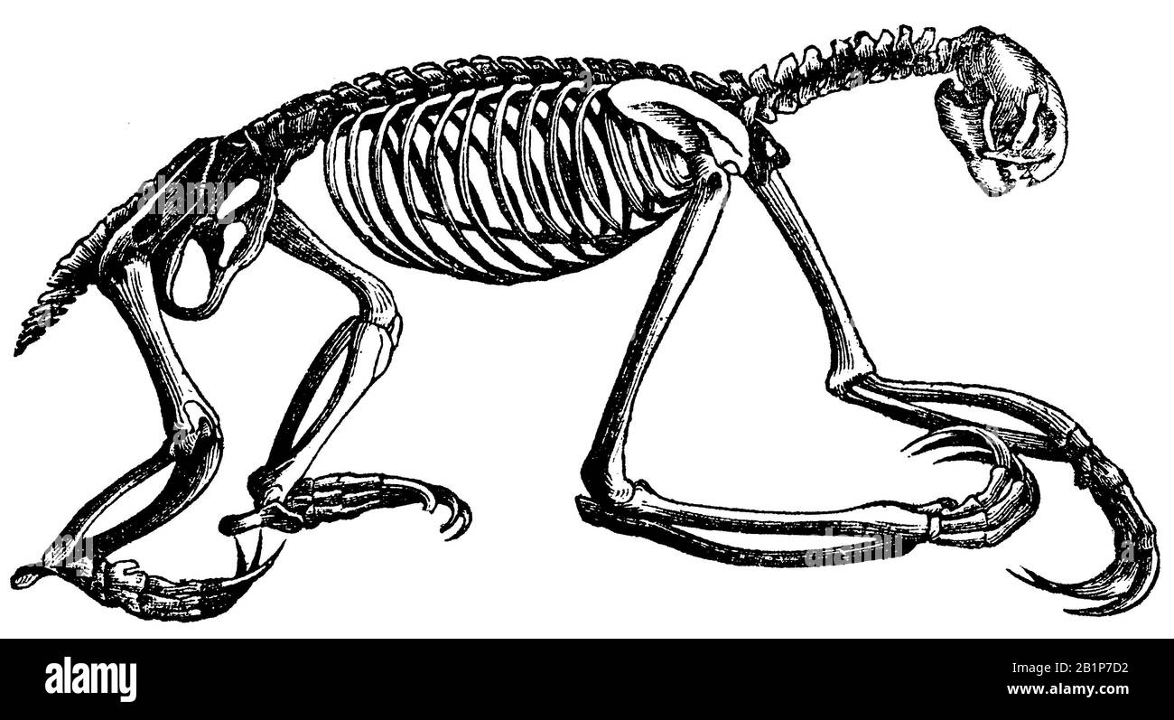 Giant Sloth Skeleton Drawing