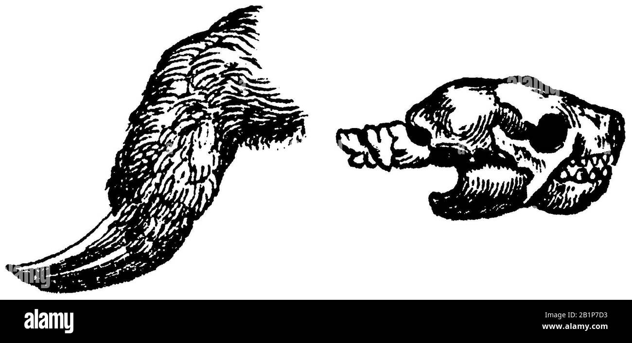 Sloth foot hi-res stock photography and images - Alamy