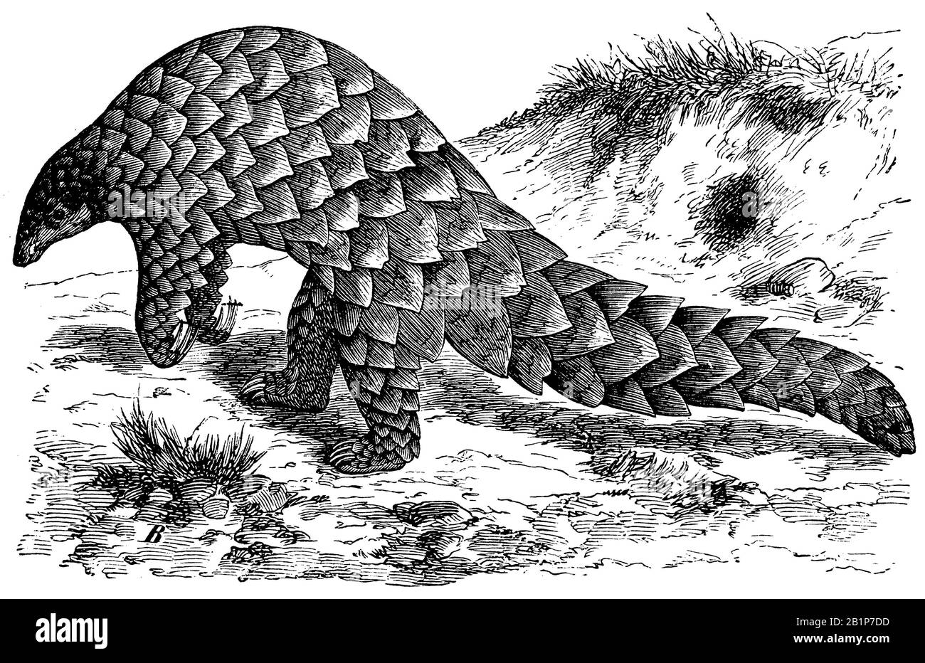 pangolin, Manis temminckii, anonym (zoology book, 1889 Stock Photo - Alamy