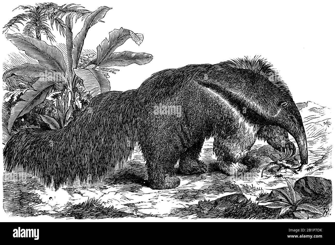 Anteater, ant bear, Mymecophaga iubata, B. (zoology book, 1889 Stock ...