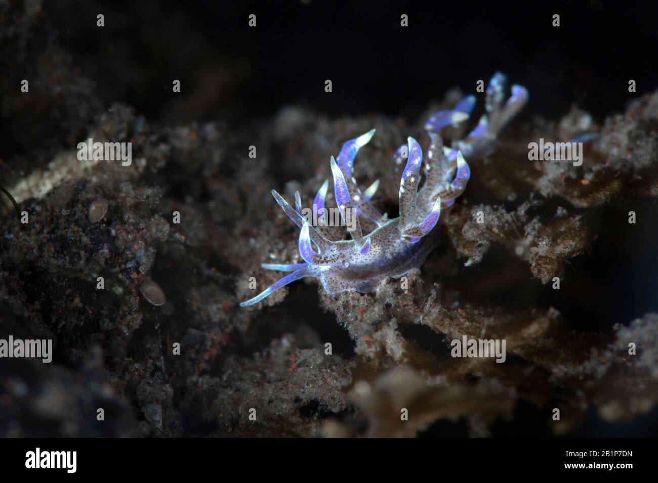 Nudibranch Phyllodesmium macphersonae. Underwater macro photography ...