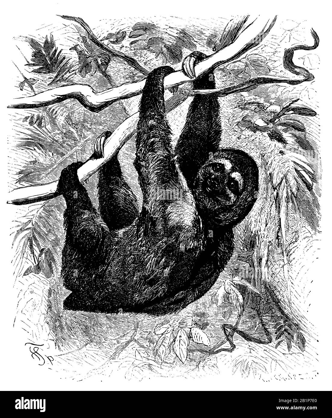 pale-throated sloth, Bradypus tridactylus, F. Sp. u. C.G. Specht ...